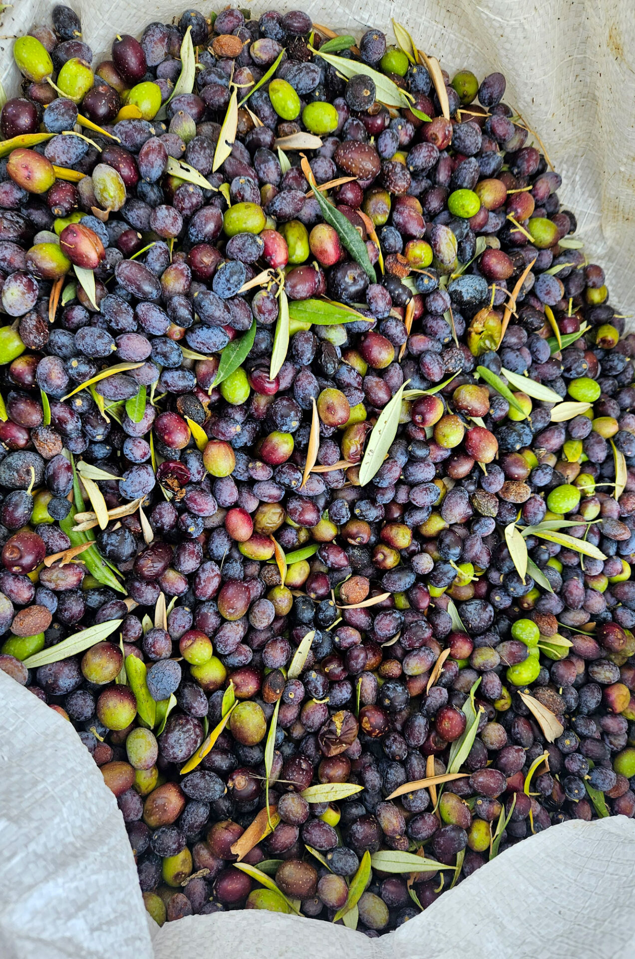 The 2025 Levant Olive Oil Crisis - Anera