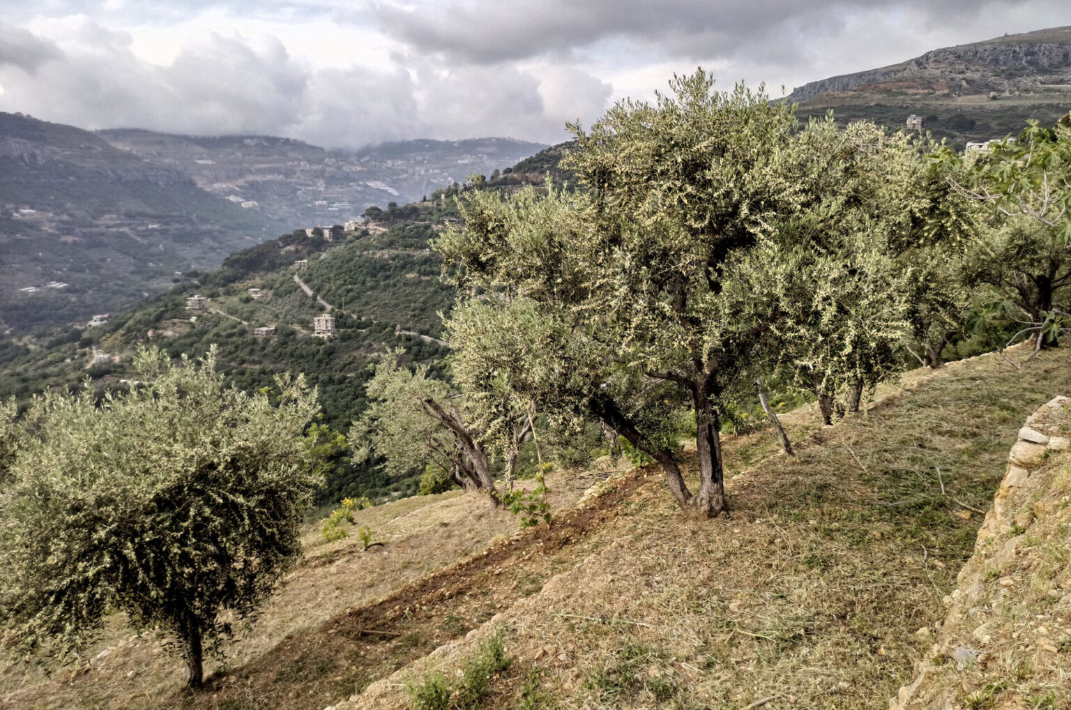 The 2025 Levant Olive Oil Crisis - Anera