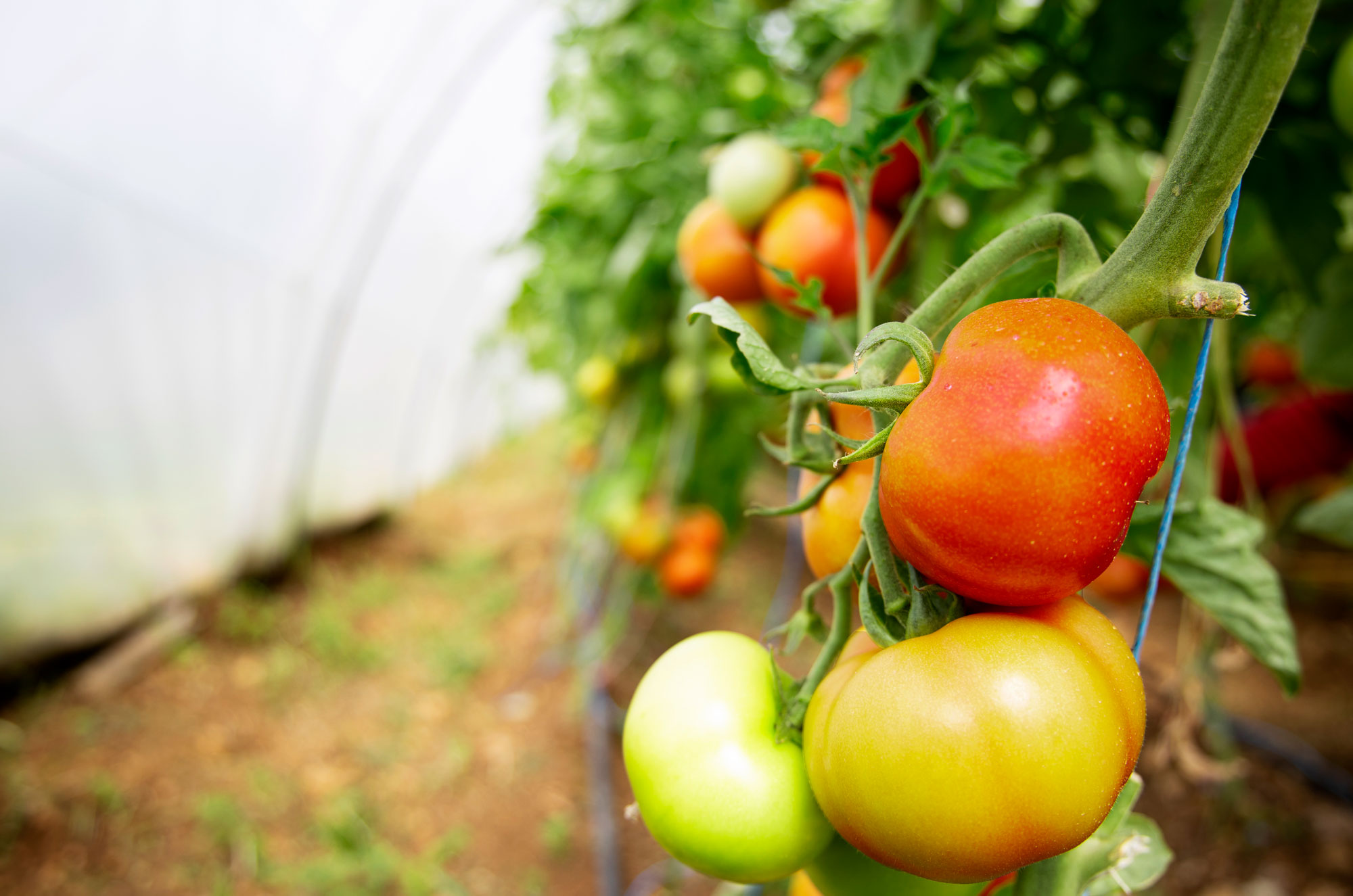 Farming Helps Build Peaceful Lives In Lebanon - Anera
