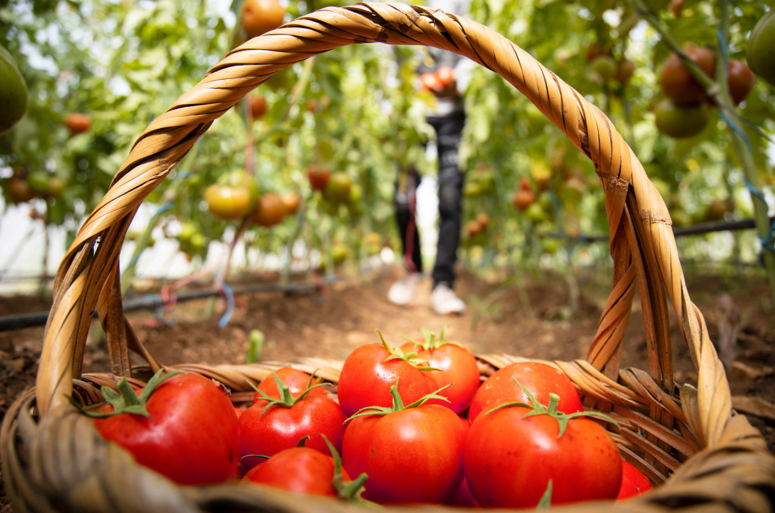 Young People in Lebanon Return to the Land - Anera