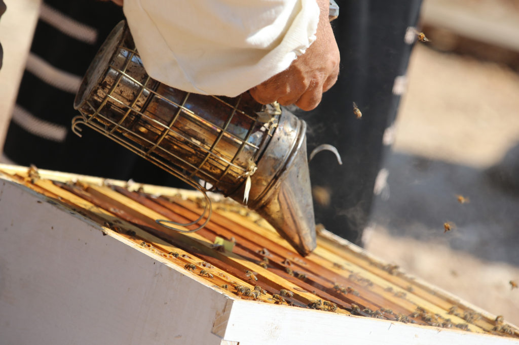 Meet Tahani, the Beekeeper Producing Honey in Palestine's West Bank - Anera