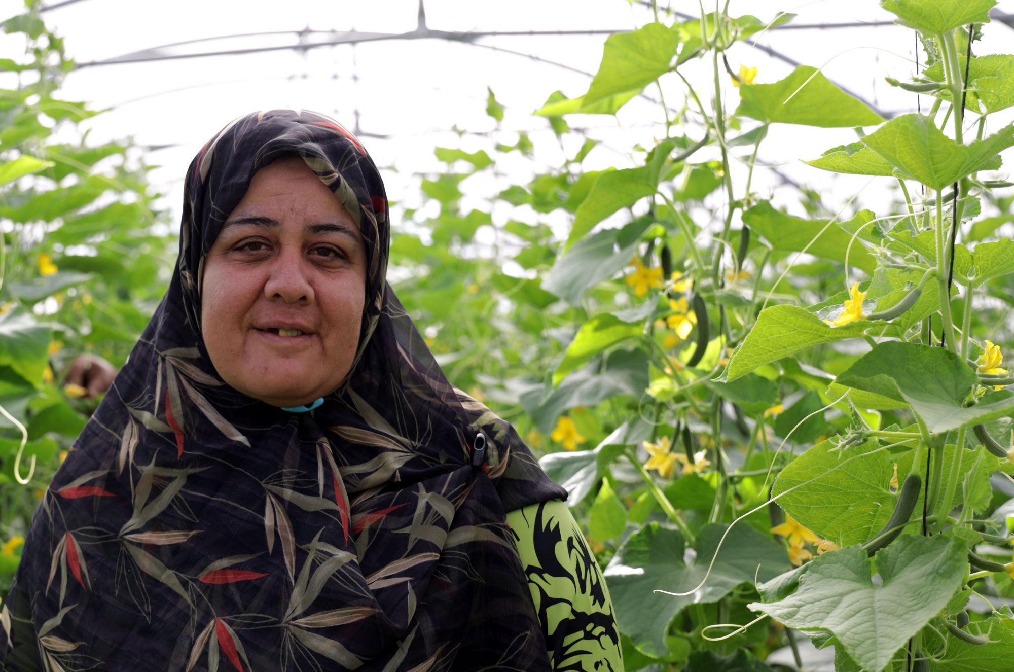 Helping Farmers Combat Food Insecurity in Lebanon - Anera
