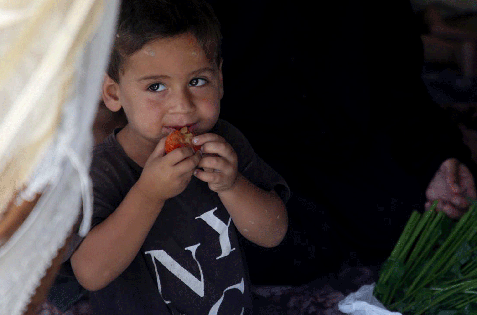 Gaza Rumors Response - Anera